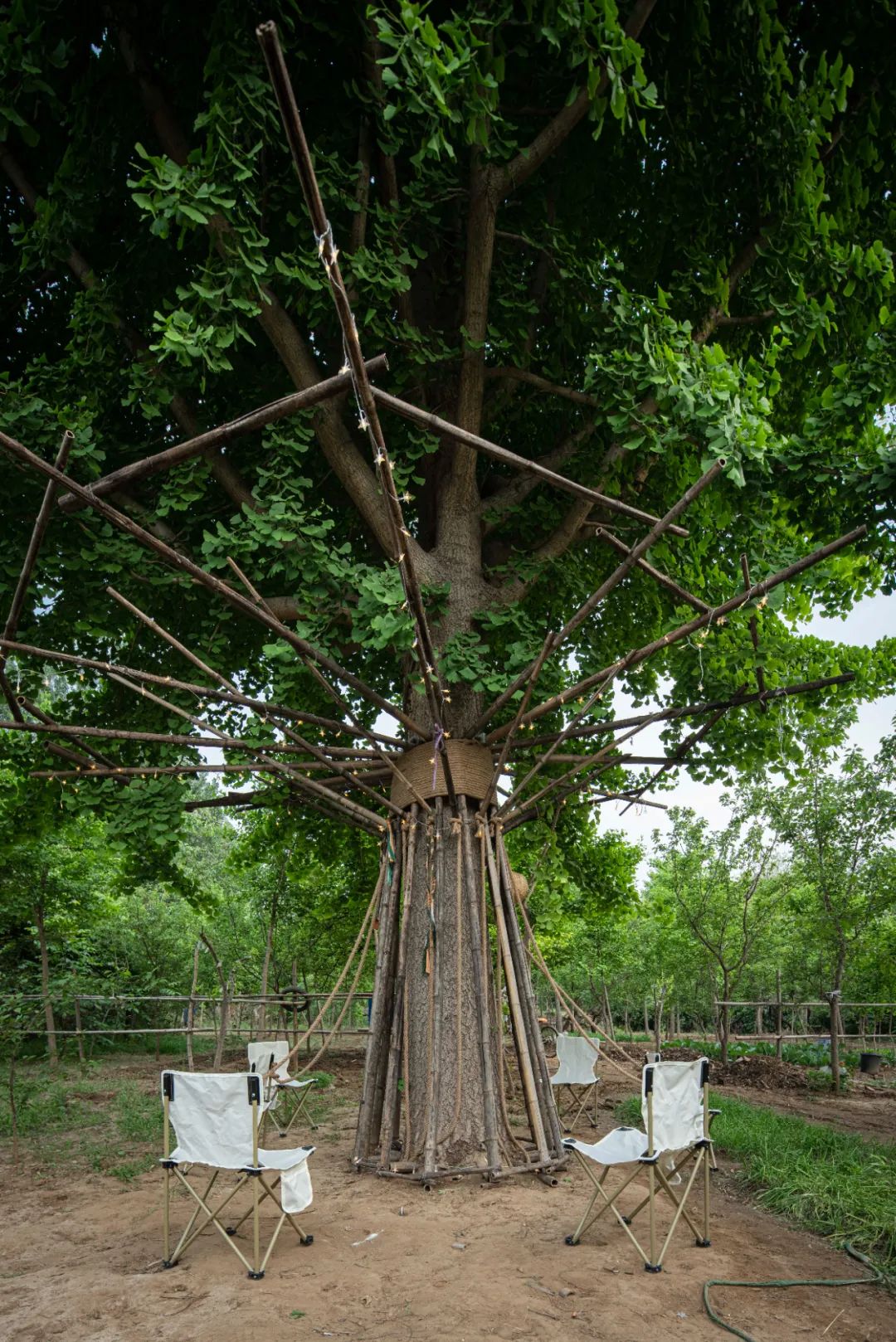 UK Studio Design｜拥抱可持续 / 竹装置——Tree of Life-建筑档案